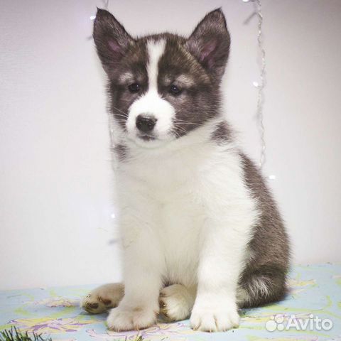 Хаски щенок