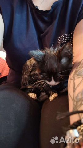 Котенок в добрые руки