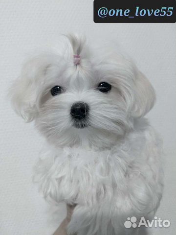 Щенки мальтезе Корея