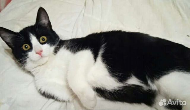 Котенок