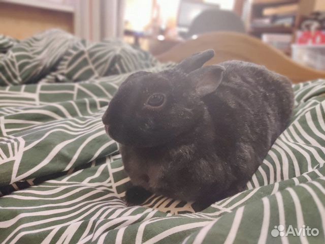 Карликовый кролик-девочка бесплатно