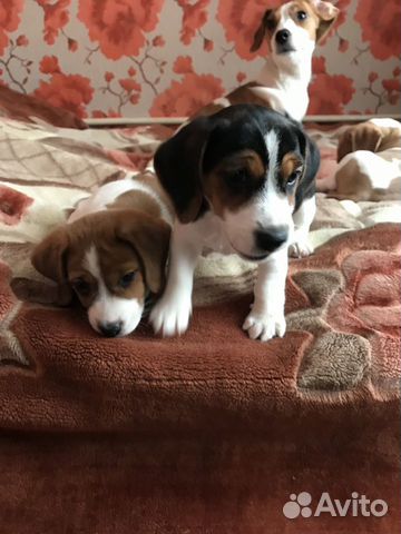 Щенки джек Рассел терьер