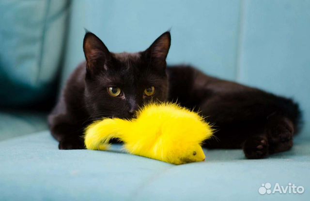 Жгучий брюнет желает познакомиться