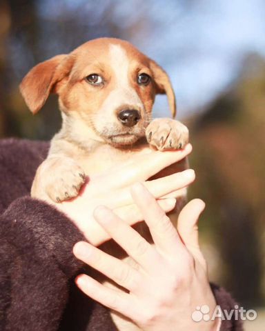 Малышка - коротколапик