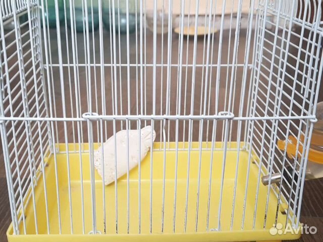 Хомяк с клеткой