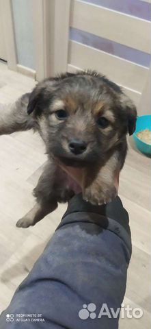 Щеночки в добрые руки