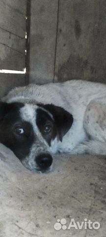 Собака Стеша ждёт добрые руки