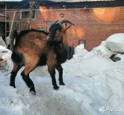 Чешский козел