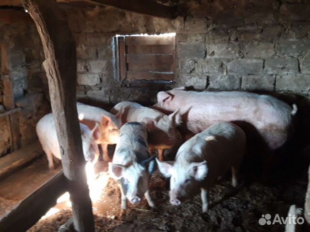 Поросенок ландрас