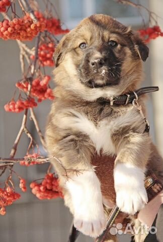 Отдадим щеночка в добрые ручки