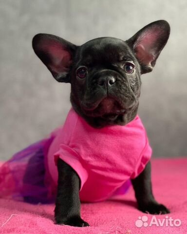 Французский бульдог