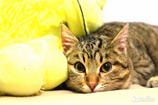 Мега-ласковая кошечка ищет дом