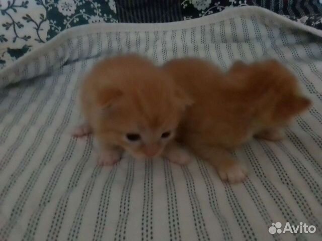 Котята мальчики рыжие