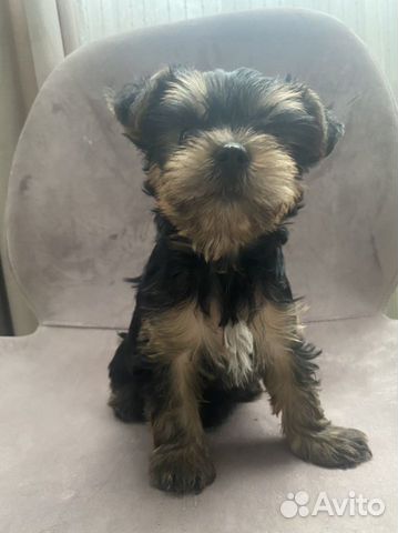 Йоркширский терьер