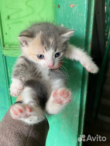 Маленький котенок,выброшенный к собакам на смерть