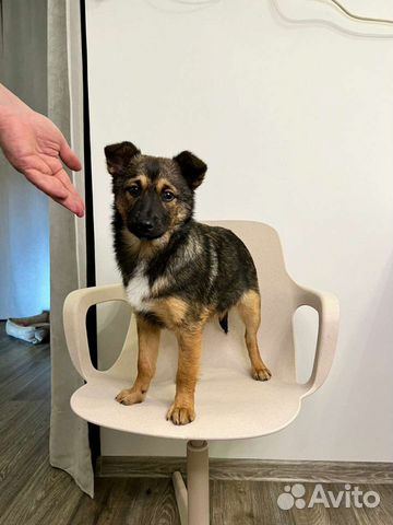 Собака в добрые руки щенок бесплатно