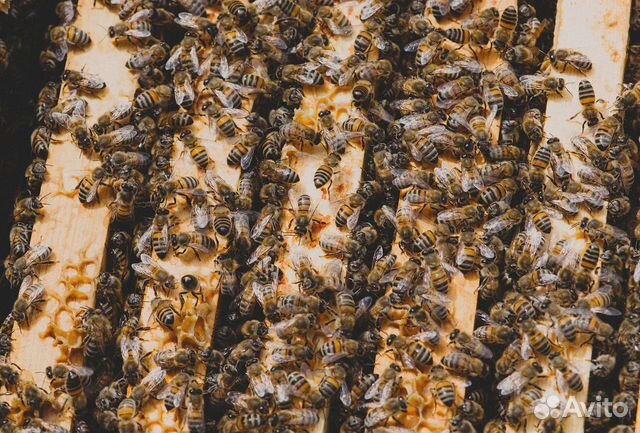 Пчелосемьй