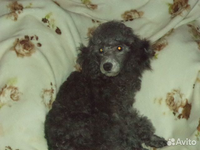 Красавец серебро подросток