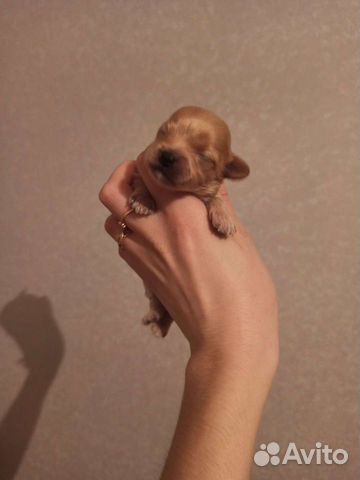 Мальтипу Ф1 mini и микро