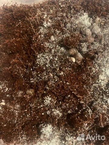 Улитки ахатинские