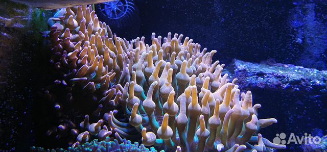 Актиния коралл для морского аквариума