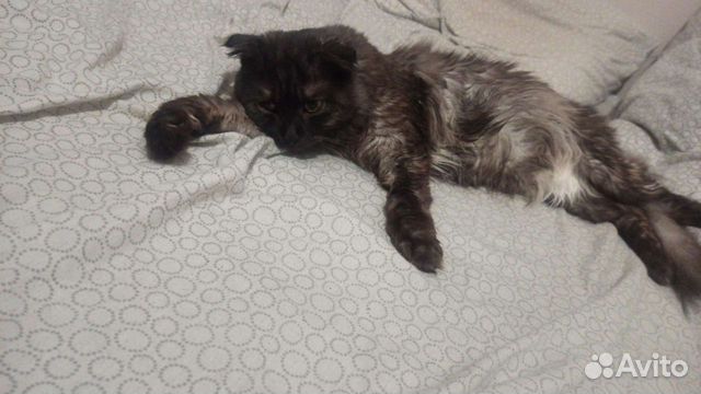 Отдам в добрые руки кота, в связи с переездом,нет