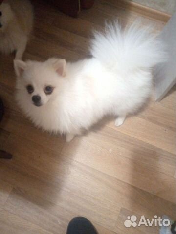 Мальчик шпиц, 1 год. Свет белый.Зовут Арчи. Цена 1