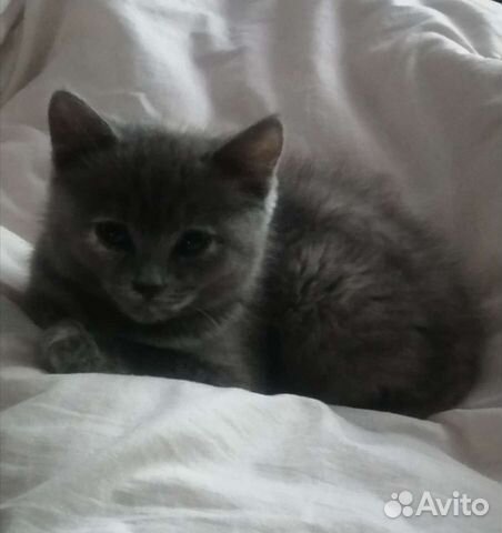 Британские котята