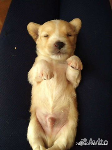 Щенки метисы в добрые руки