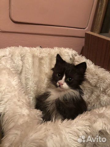 Котенок на счастье