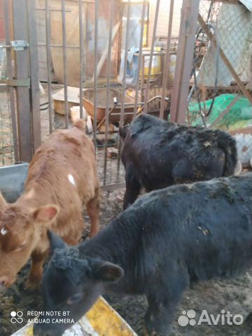 Бычки и телочки