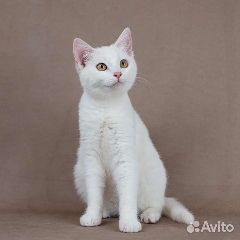 Котенок девочка