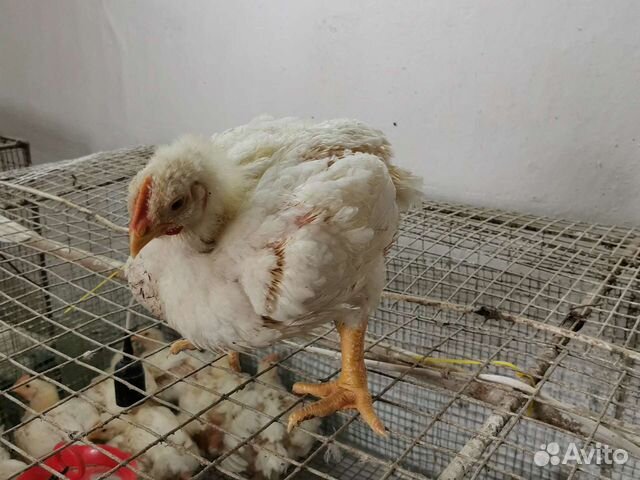 Цеплята бройлеры