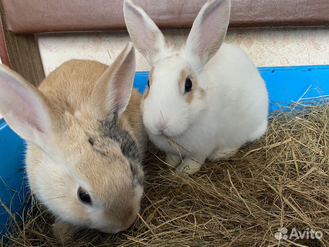 Декоравные кролики