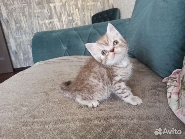 Британские котята