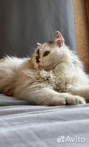 Кошка молодая бесплатно