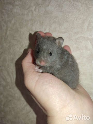 Сирийский хомяк бесплатно