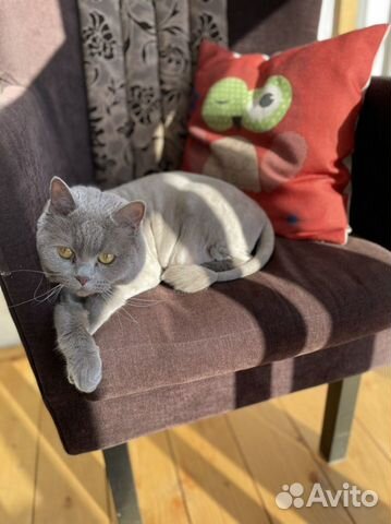 Кошка Мышка в хорошие руки