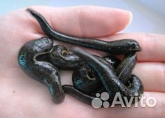 Пиявки медицинские