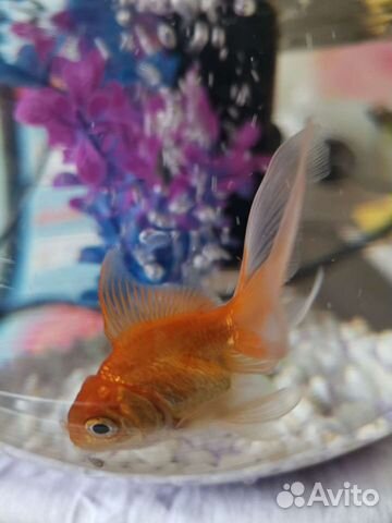 Аквариум с золотой рыбкой
