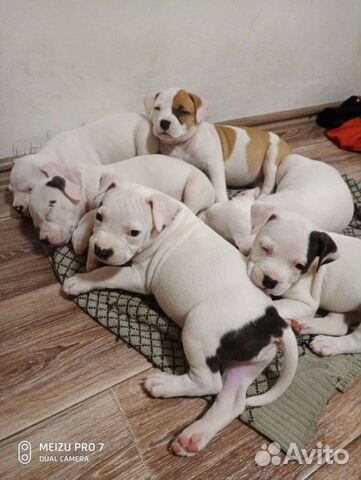 Щенки американского Стаффордширского терьера