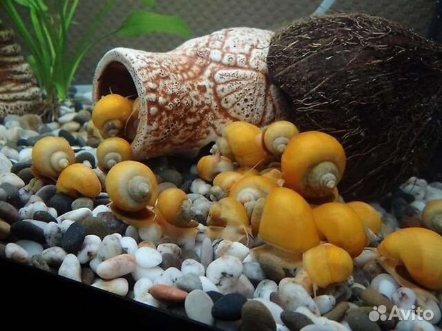 Улитки ампулярии