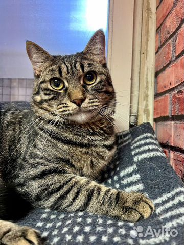 Котик Томас 9 мес