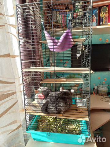 Шиншилла с клеткой