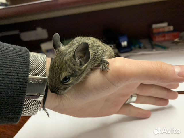 Чилийская белка Дегу