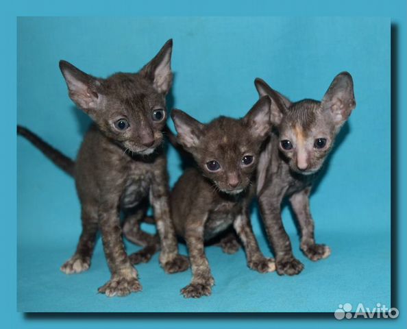 Корниш рекс кудрявые котята