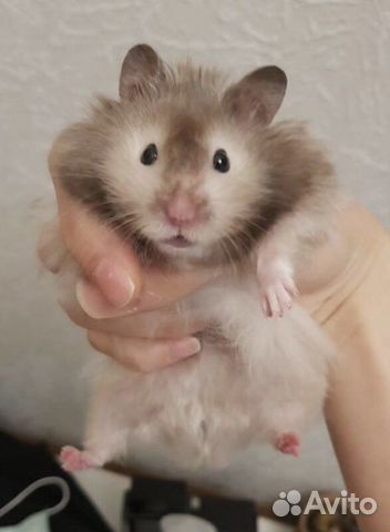 Сирийский хомяк