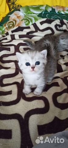 Котята серебристая шиншилла
