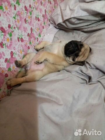 Щенки мопса