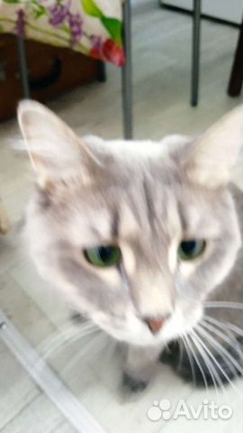 Кот